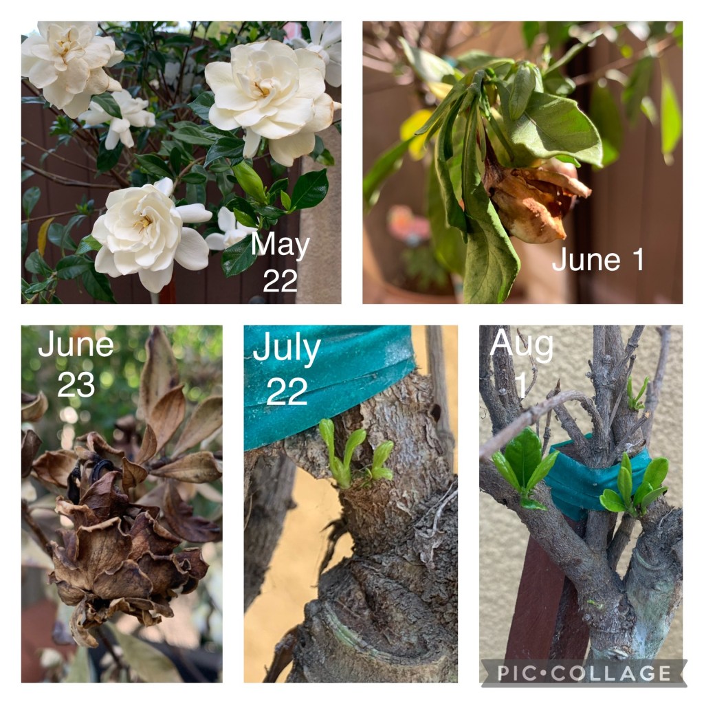 Transplant Shock and Waiting to Bloom - Woman on the Front Line